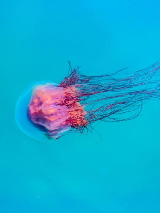 Deadly Beauties: The World’s Most Lethal Jellyfish - NewsBreak