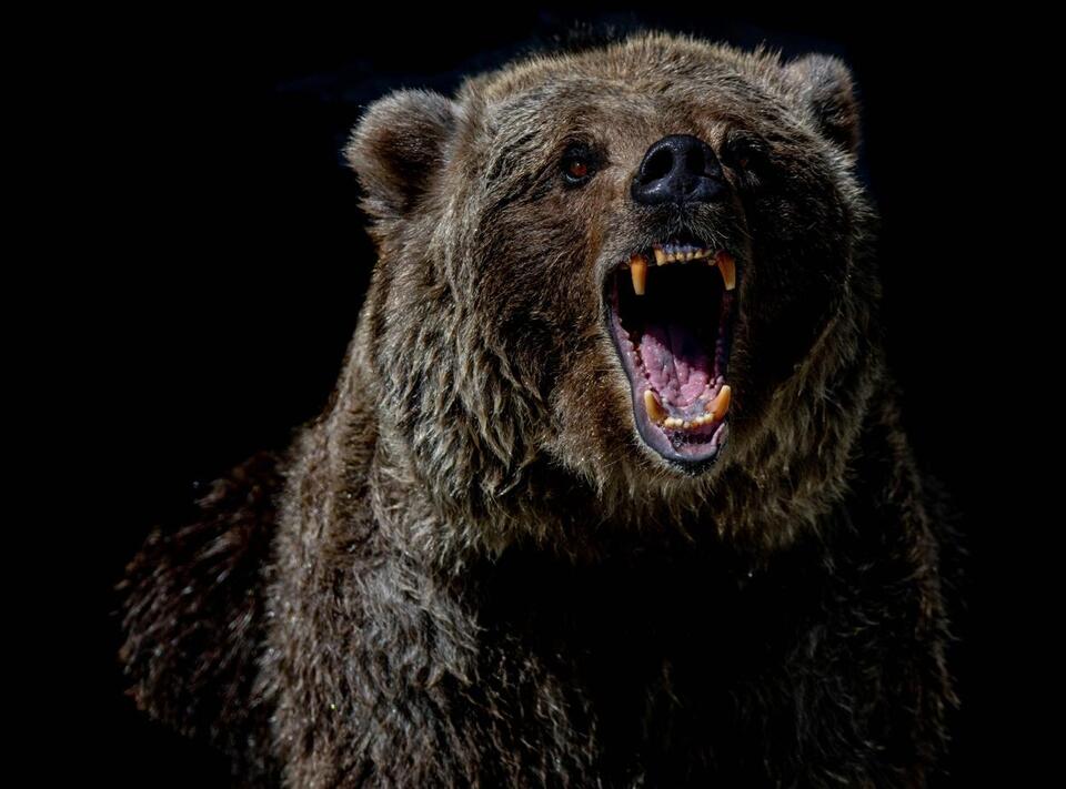 Do You Know Montana's 5 Official State Animals? - NewsBreak