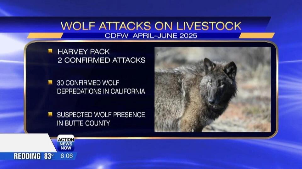 New statistics and new wolf map for Northern Calif. area released ...
