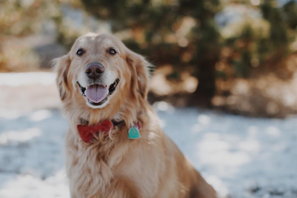 12 Social Dog Breeds (Big and Small) Surprisingly Good With Other ...
