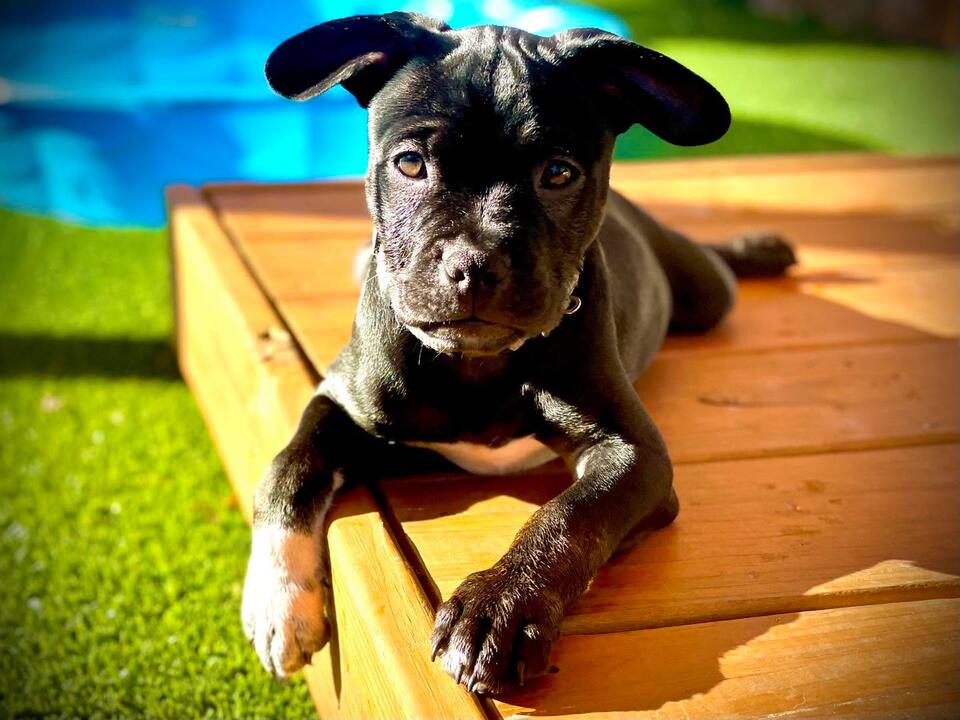 Puppy adoption meet-and-greet with Mario Oct. 17 - NewsBreak