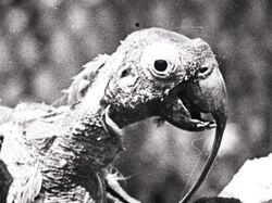 Cocky Bennett Was 120 When He Died. Also, He Was A Parrot.