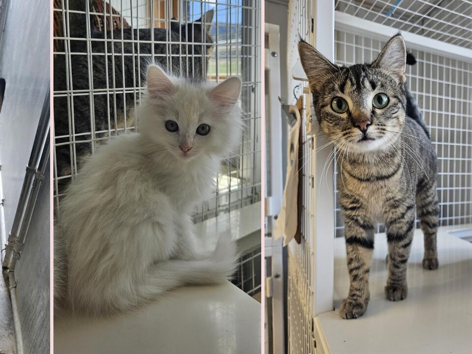 10 adoptable pets in Sturgis, will you take one home?
