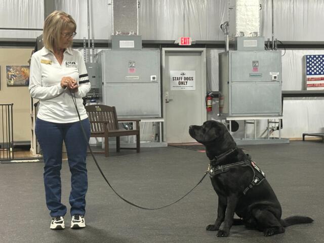 Denied: the rise of fake service dogs and the harm it's doing