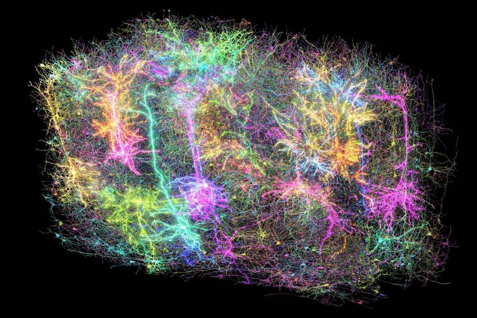 The mouse, ‘The Matrix,’ and the revolutionary brain map - NewsBreak