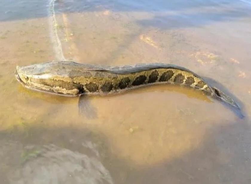 Missouri confirms spread of invasive northern snakehead fish - NewsBreak
