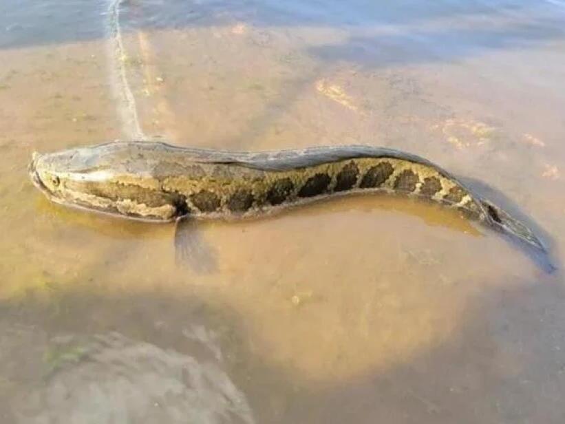 Missouri confirms spread of invasive northern snakehead fish