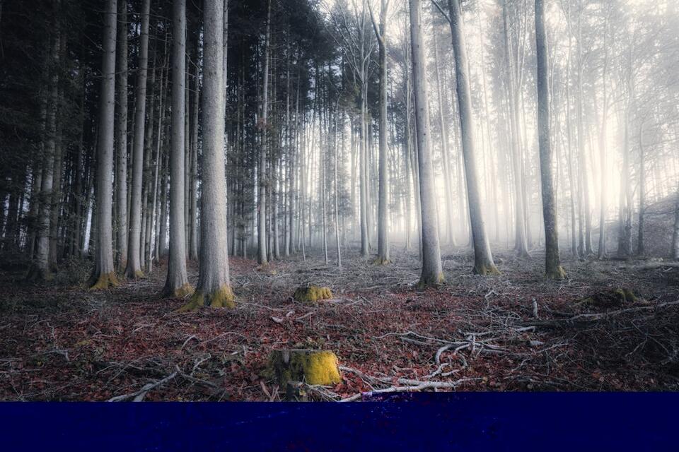 Ghost Forests and Saltwater Intrusion: Silent Signs of Climate Change ...