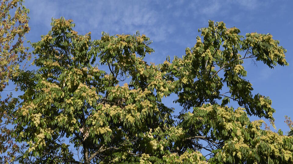Invasive trees never to grow – 5 species to avoid and which trees you ...