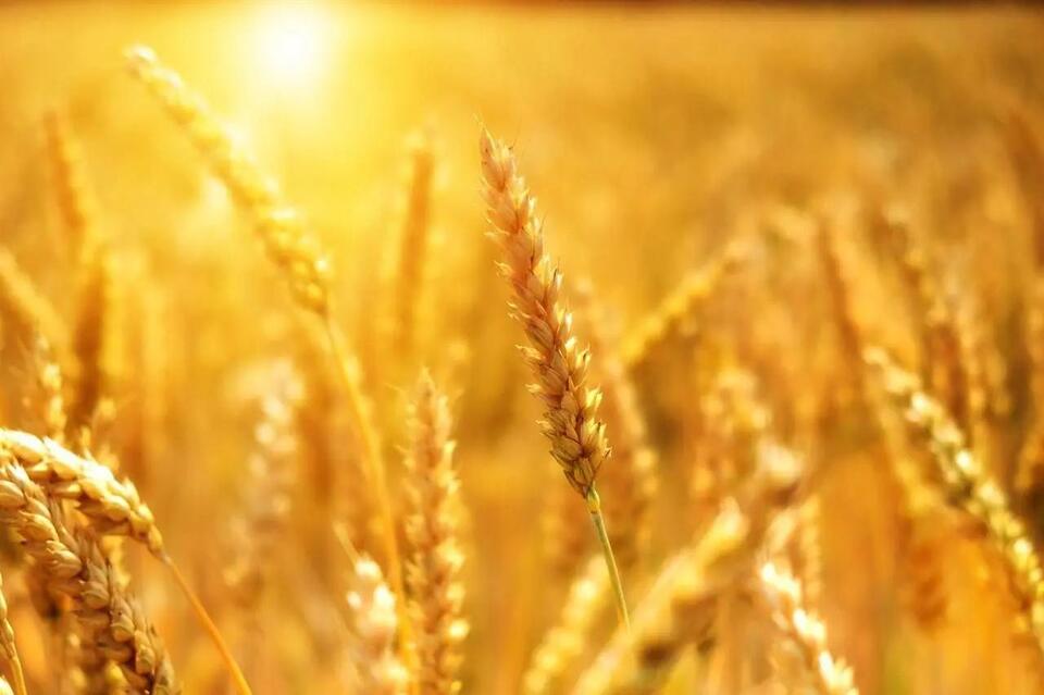Wheat Contest Announces Yield Contest Winners - NewsBreak