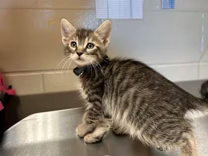 🐱 Playful Kittens Ready for Adoption in Gray, Louisiana - NewsBreak