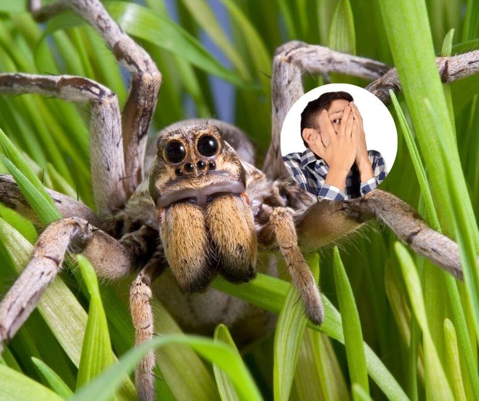 The Four Most Dangerous Spiders in New Jersey - NewsBreak
