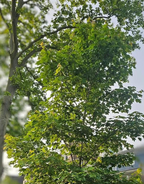 Shade Tree Commission receives $40,000 grant - NewsBreak
