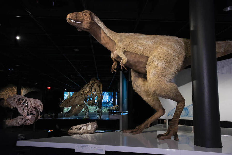 Fernbank Museum is hosting a Dinosaur Summer with a brand new special ...