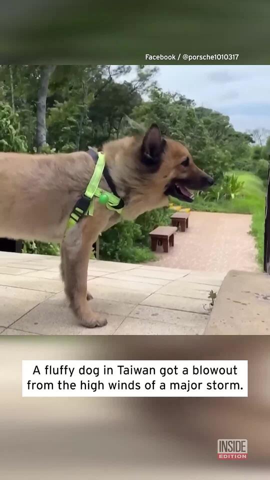 Fluffy Dog Gets Blowout From Super Typhoon shorts - NewsBreak