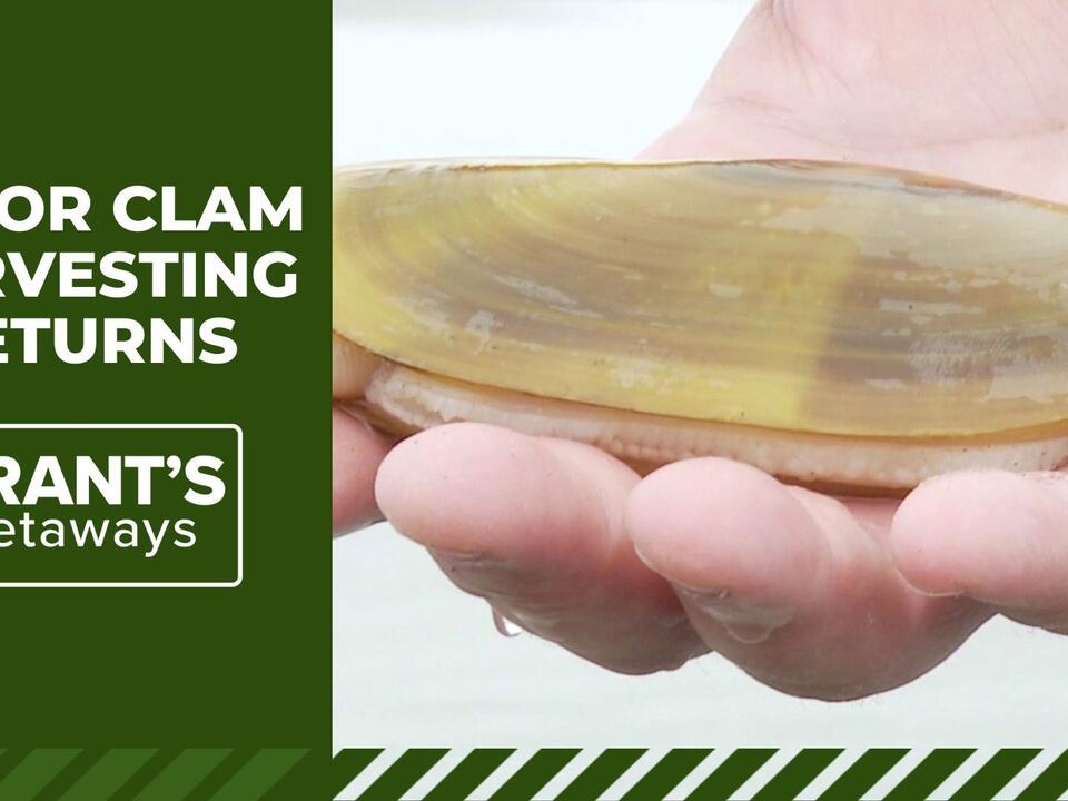 Razor clam harvesting reopens along much of the Oregon Coast