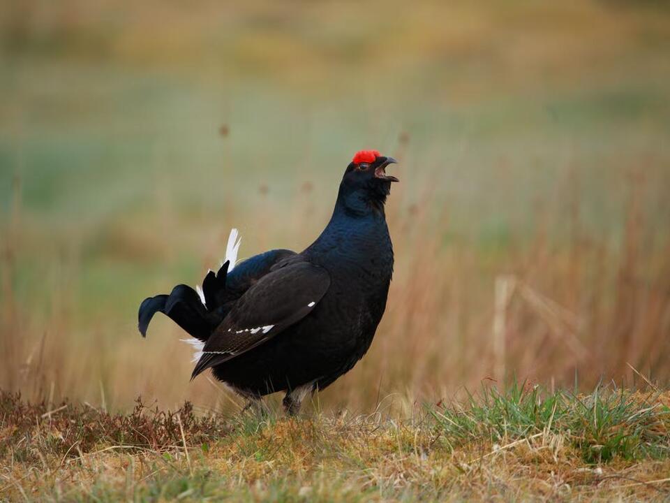 ‘Optimism’ as endangered black grouse numbers increase at rewilding sites