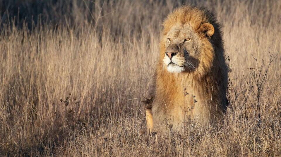 Buffalo Wakes Up to a Lion Biting Its Neck But Doesn’t Give Up There ...