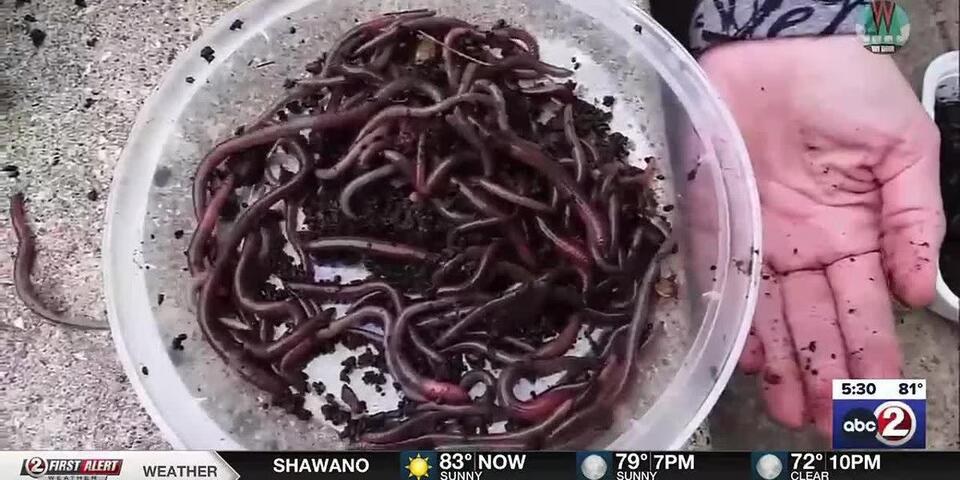 Invasive worm species possibly found in Door County - NewsBreak
