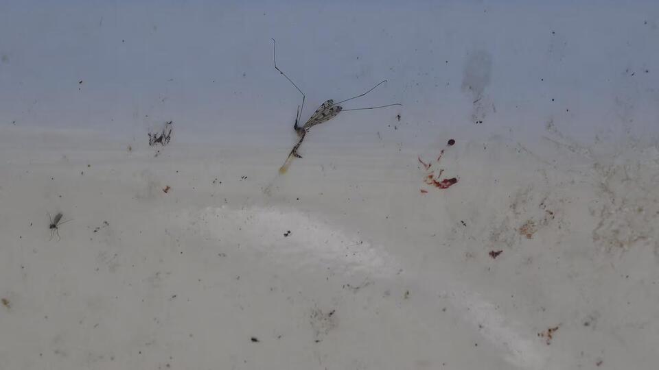 AAA Bluegrass shares tips for getting bug splats off your car - NewsBreak