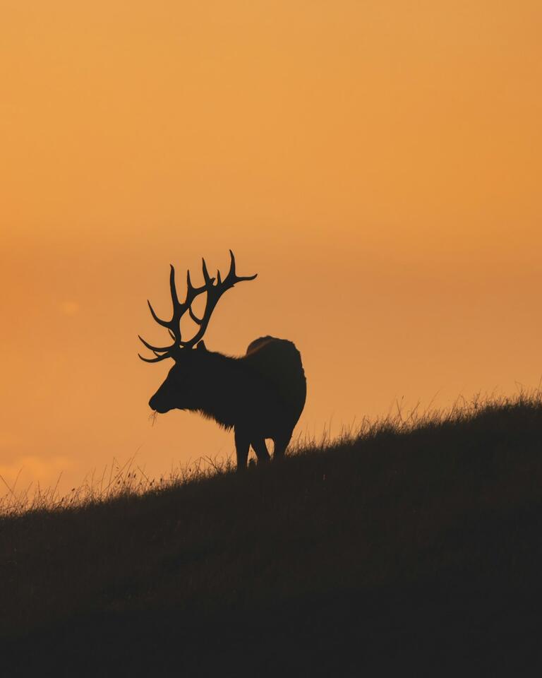 Point Reyes Settlement Ushers in New Era for Elk and Sustainable ...