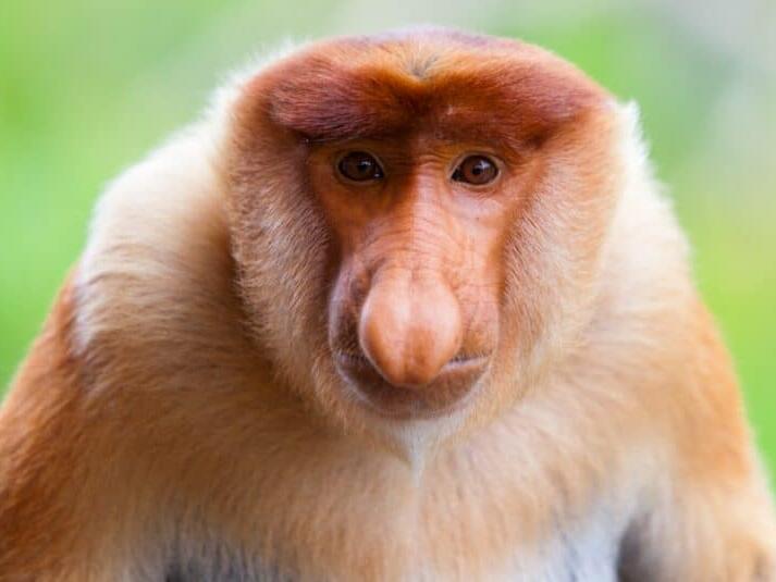 The 5 Ugliest Monkeys In The World