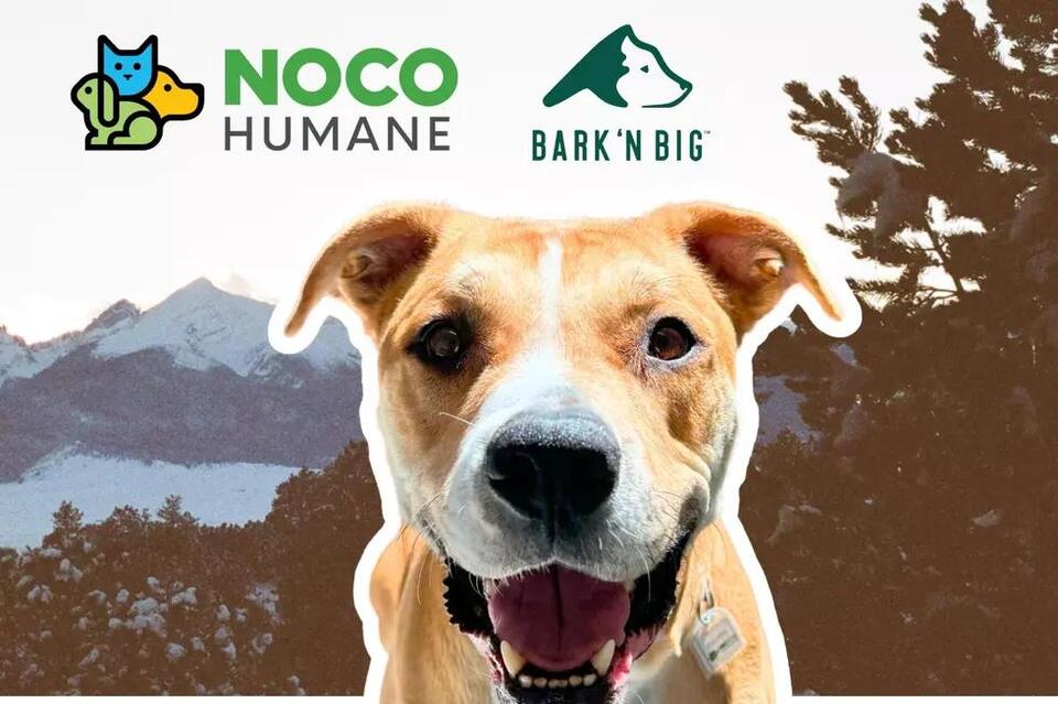 Meet Max: Our NOCO Humane Pet of the Week - NewsBreak