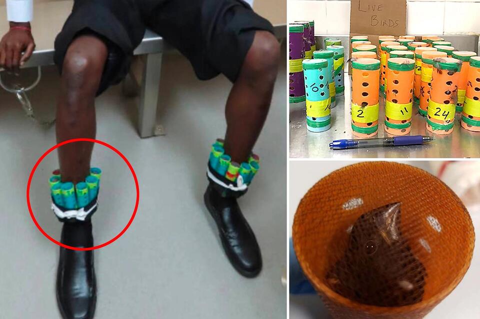 NY’s ‘finch-smuggling kingpin’ gets prison time for bird trafficking ...