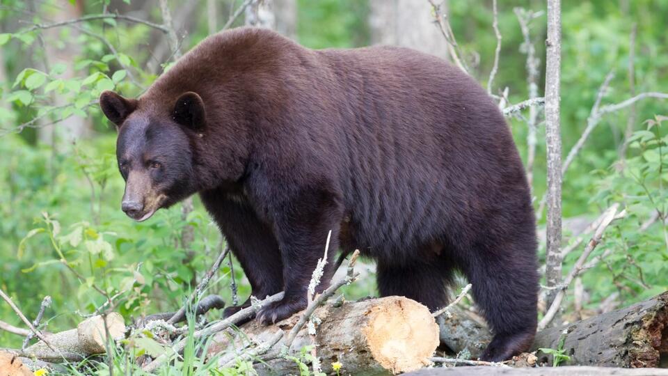 Real-Life Yogi Bear and Boo-Boo Go to Town on Mock Campsite at ...