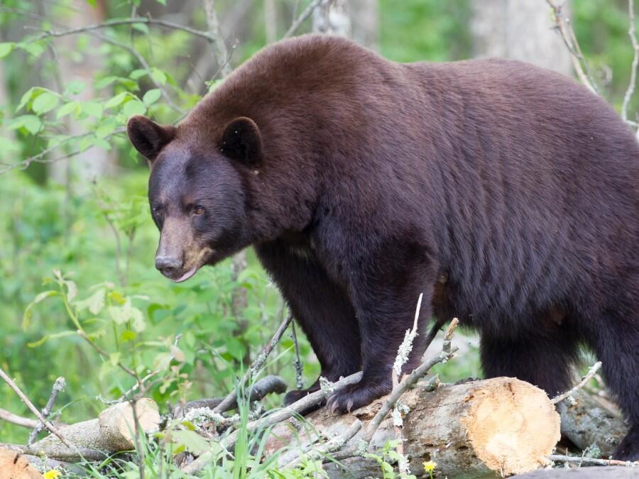 Real-Life Yogi Bear and Boo-Boo Go to Town on Mock Campsite at ...