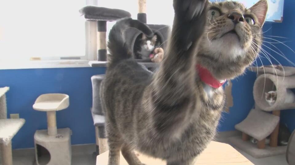 Ten Lives Club puts new focus on harder-to-place cats - NewsBreak