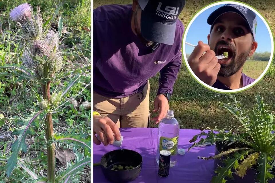 The Bull Thistle in Your Texas Pasture is Edible, Here’s How To Prepare ...