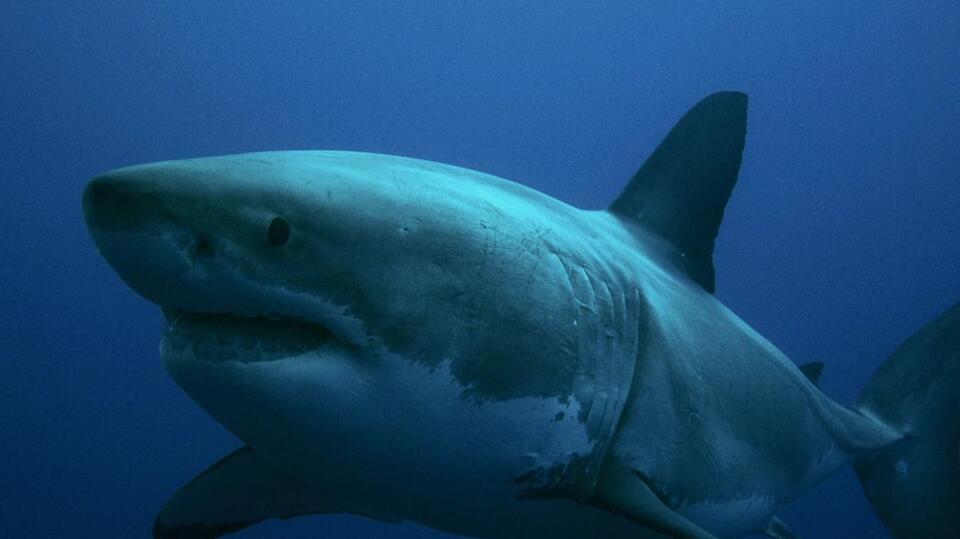 Great White Shark Pinged Near Louisiana Beach Destination - NewsBreak