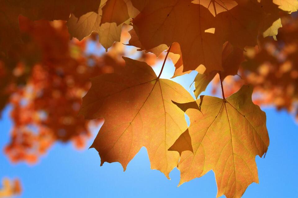 Find Out When the Fall Colors Will Hit Their Peak in Iowa! - NewsBreak