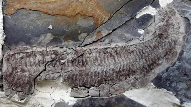 Scientists Discover New Species: An ‘Inside-Out, Legless, Headless ...