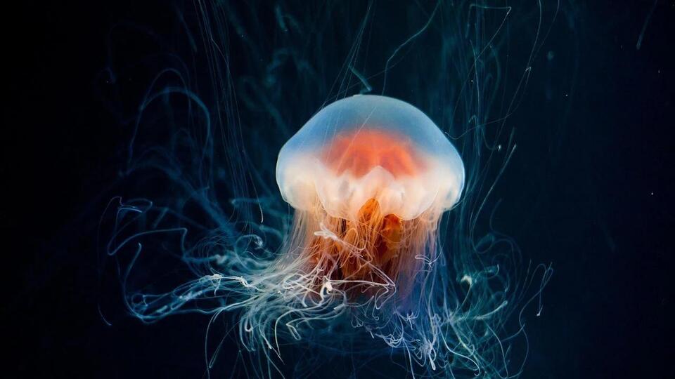 The Ocean’s Bioluminescent Creatures Light Up a Hidden Underwater ...