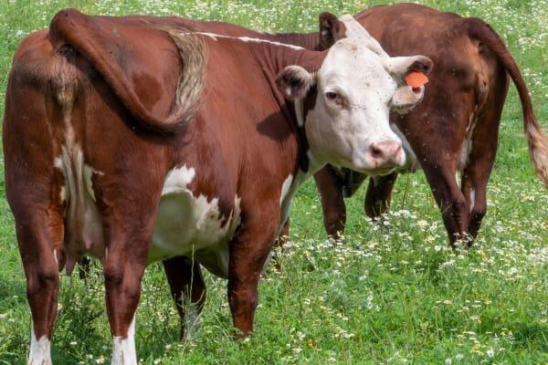 Cattle fly and tick control more important than ever - NewsBreak