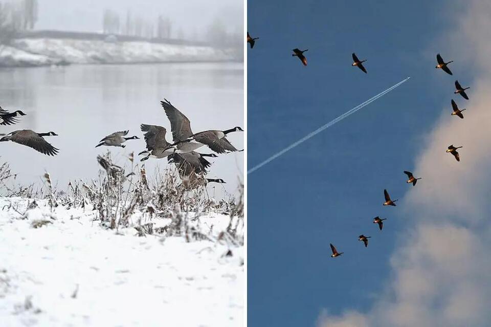 Why Are There Still So Many Geese in New England? Shouldn’t They Be ...