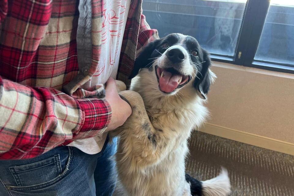Meet Costco Sample: A Playful Border Collie Mix Available For Adoption ...