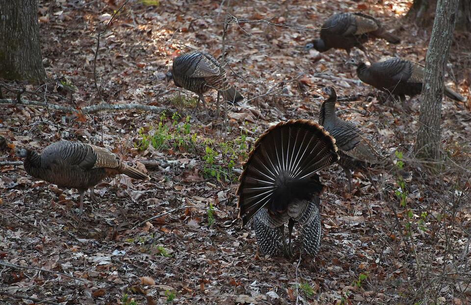 Pennsylvania turkey hunting 2026: Population rebounds after lean years ...