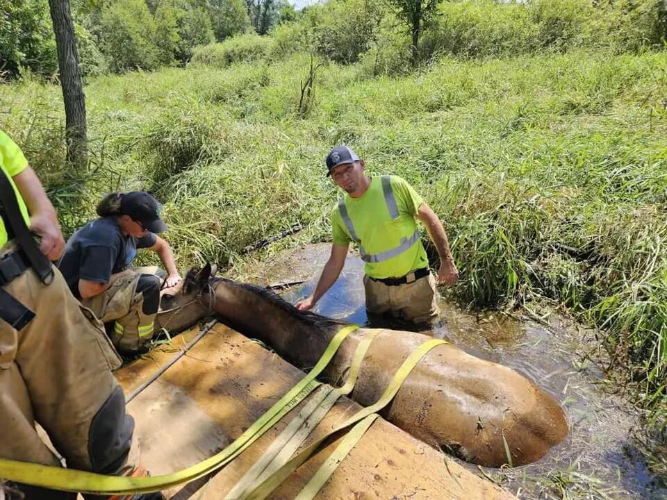 Deputies Rescue Horse Stuck In Swamp - NewsBreak