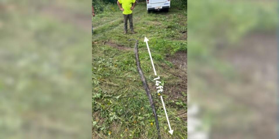 Slithery Surprise: 12-Foot Python Attacks Crews Responding To NY Water ...