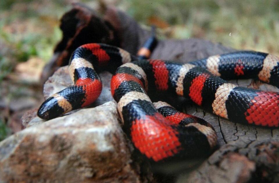 20 Venomous Snakes Adapting to Rapid Environmental Changes - NewsBreak