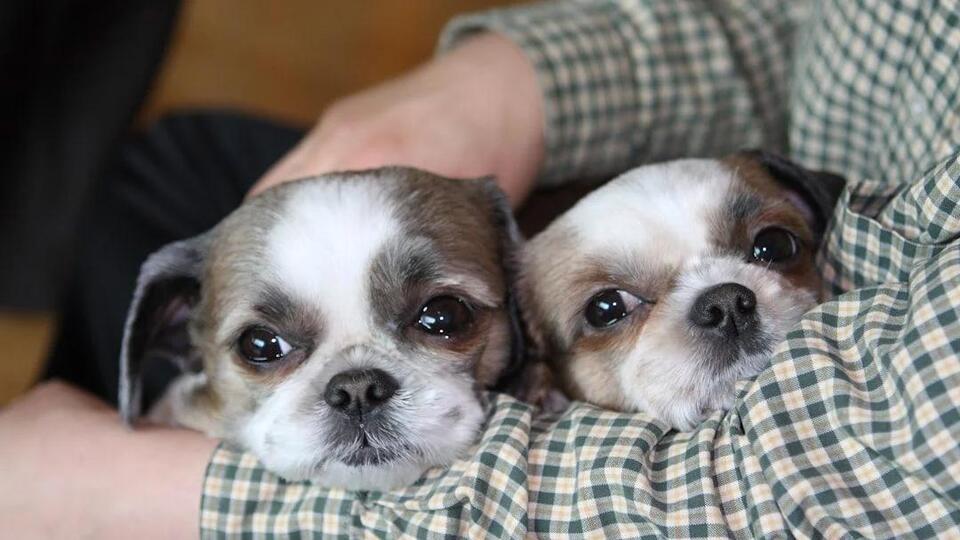 10 Small Dog Breeds That Are Total Cuddle Bugs (And 5 Touch Me Nots ...