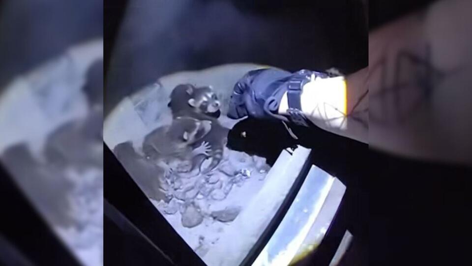 Colorado Family’s Cozy Stove Becomes An Unlikely Shelter For Wild ...