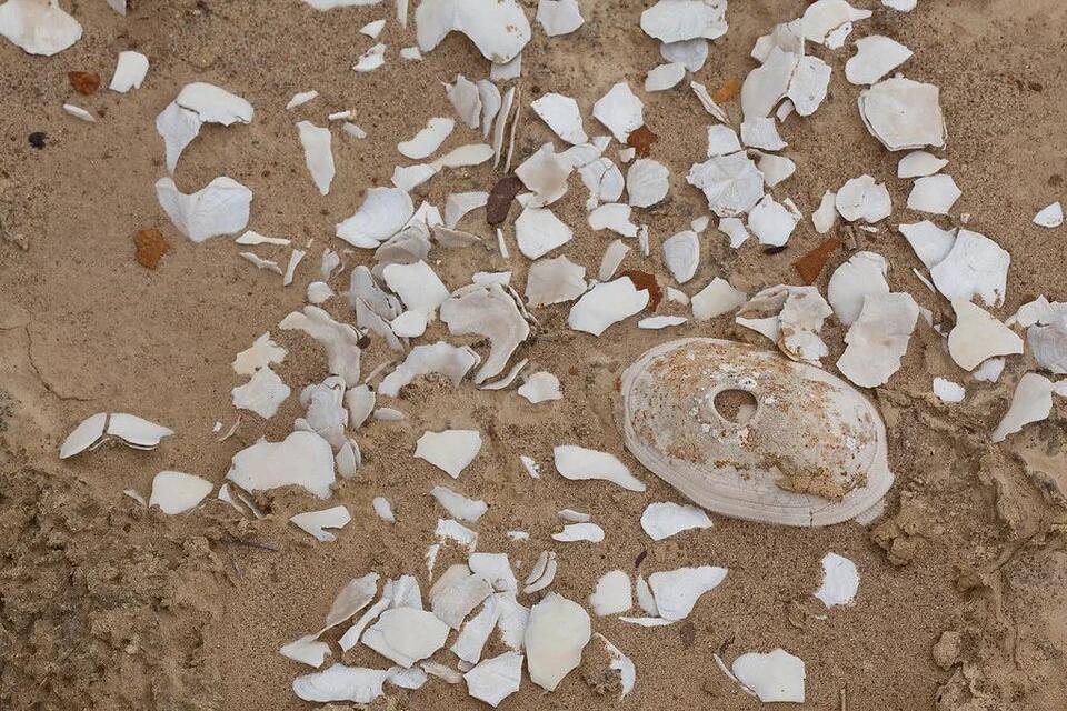Ancient Shell Middens in the Philippines Prove Prehistoric Filipinos ...
