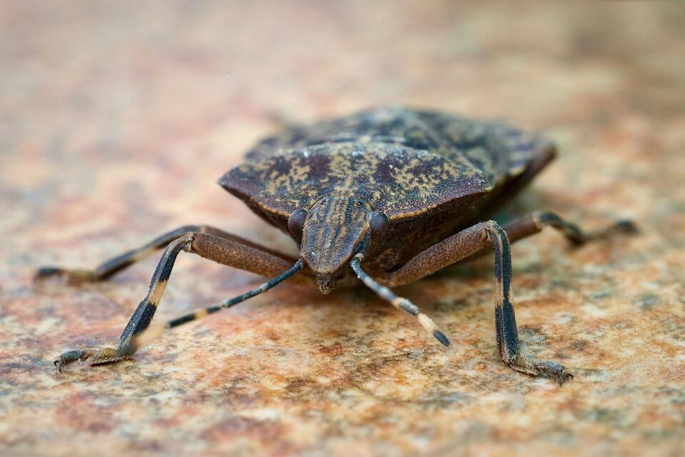 Stink Bug Season in Michigan: Why They’re Waiting to Invade - NewsBreak
