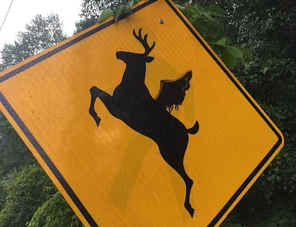 What to Do If You Hit a Deer in New York State - NewsBreak