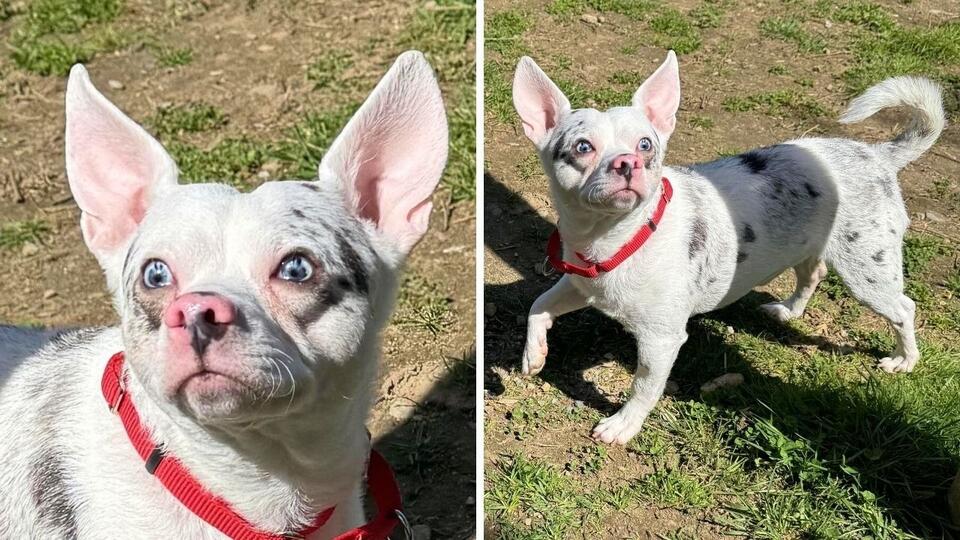 Local Shelter's Hilariously Direct Listing Introduces Dog With "Cold ...