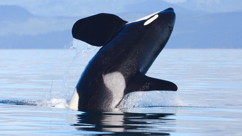 Fishing crew spots orca swimming with dolphins off the coast of Cape ...